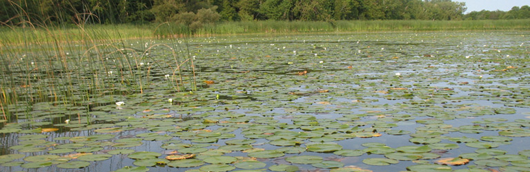 Ecological Integrity at Ontario Parks